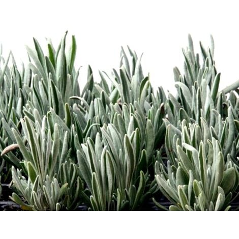 Planta de Lavandula Latifolia - Alhucema Lavanda. 20 - 30 Cm