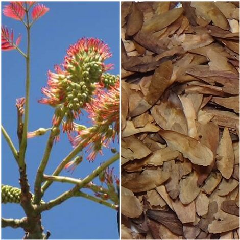 Semillas de Cedro Rosado. Acrocarpus Fraxinifolius. 10 Gramos