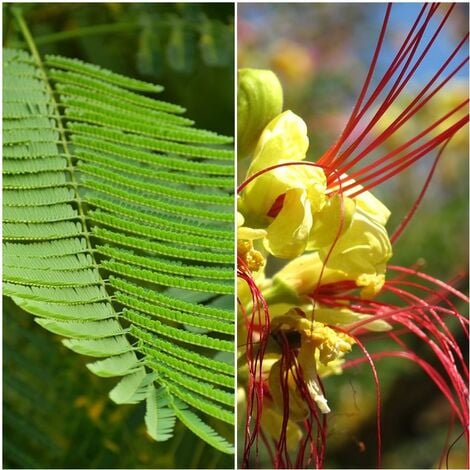 Semillas de Barba de Chivo. Caesalpinia Gilliesii. 5 Gramos