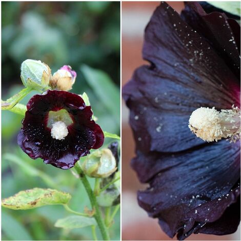 Semillas de Malva Negra. Alcea Rosea Nigra. 10 Gramos