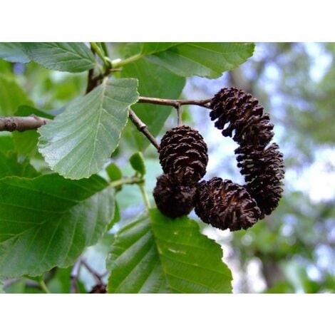 1 Planta de Alnus Glutinosa ? Aliso