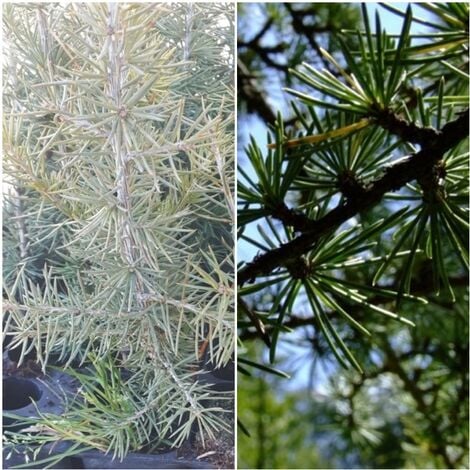 Planta Cedrus Atlantica - Cedro del Atlas. Altura Planta 15 - 20 Cm
