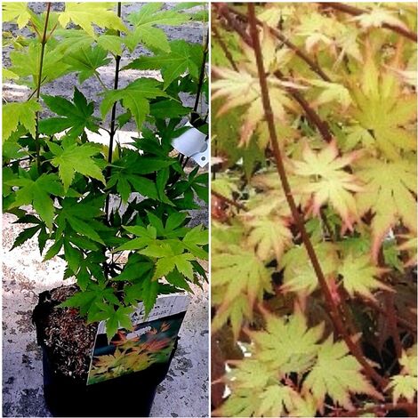 Planta Arce Japon s. ACER Orange Dream Palmatum. Altura Arbol 30 - 40 Cm