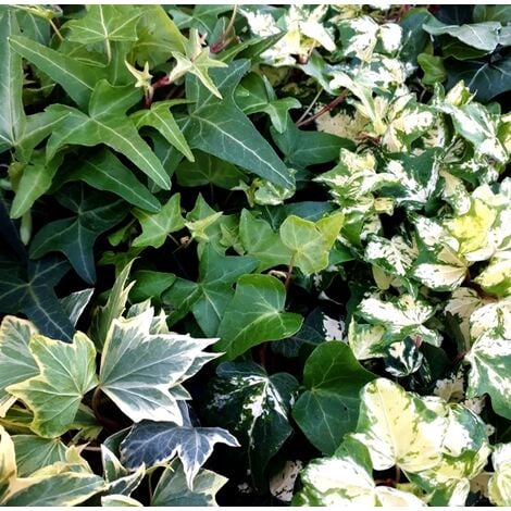 3 Plantas de Hiedra Hedera Mini Mix