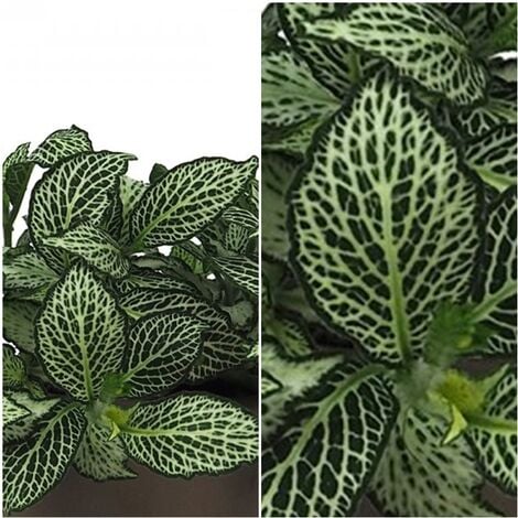 Planta Natural Rastrera Fittonia Mini