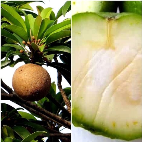 Planta Zapote Blanco (Casimiroa Edulis) Altura 100 Cm