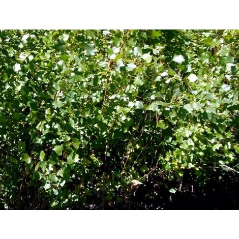 Planta de Populus Nigra, Chopo, Alamo Negro