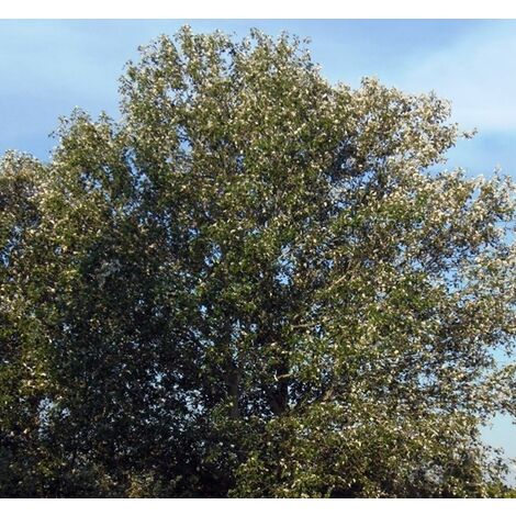 Planta de Populus Nigra, Chopo, Alamo Negro