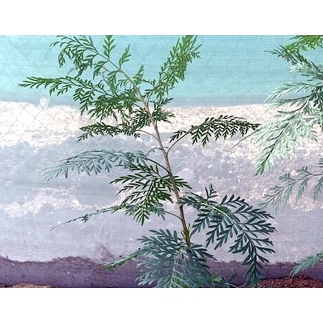 Planta Grevillea Robusta, Roble Australiano, Pino de Oro