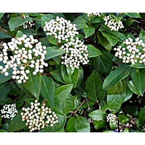 Planta de Durillo. Viburnum Tinus, Setos con flor