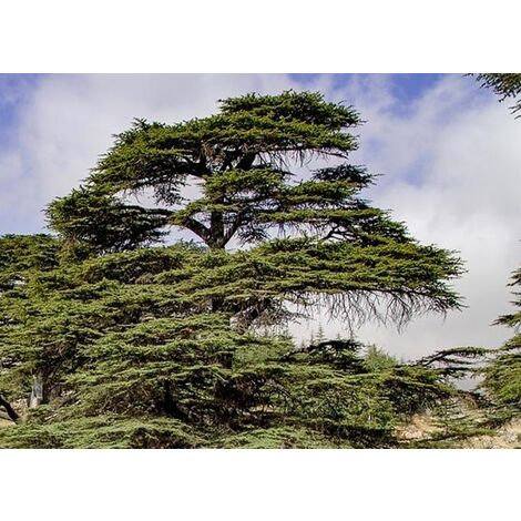Planta de Cedro del Libano. Cedrus Libani