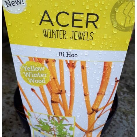 Planta Acer Palmatum Bi Hoo. Arce Japones. 40-50 cm