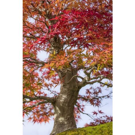 Planta Acer Palmatum Bi Hoo. Arce Japones. 40-50 cm