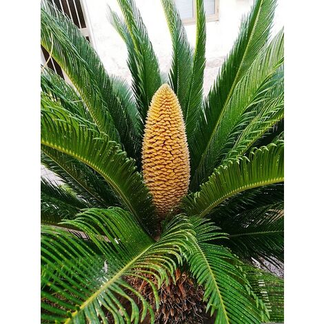 Planta Cyca Revoluta Saga. Cica. Palmera enana. 40-50cm