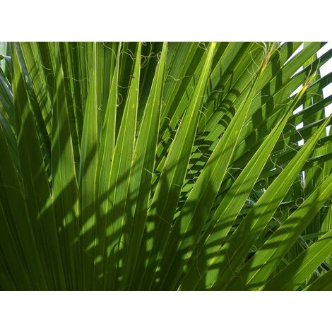 Planta Trachycarpus fortunei. Palmera excelsa. 50-60cm