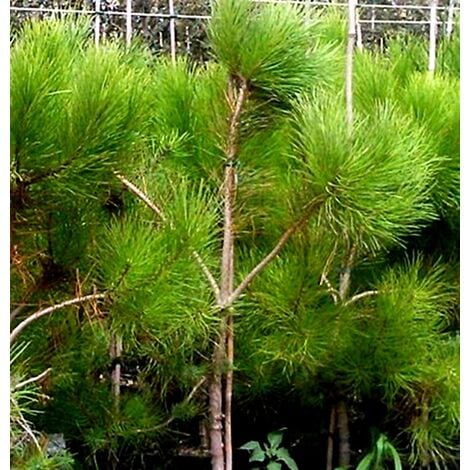 Planta de Pino Pi onero - Pinus Pinea. Altura: 50 - 100 Cm