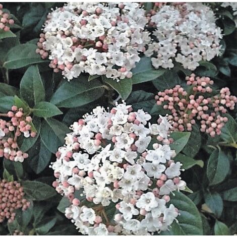 Planta de Durillo. Viburnum Tinus