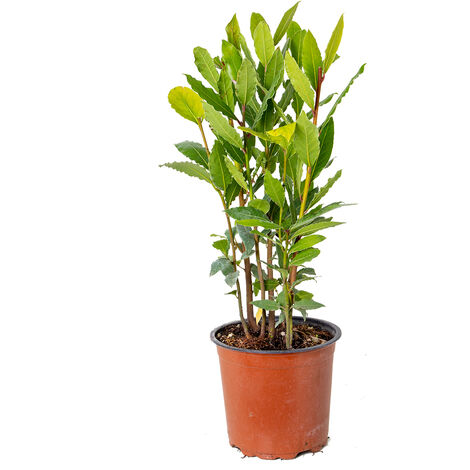 Bloomique - Laurus Nobilis - Laurier vrai - Plante de laurier - Plantes ...