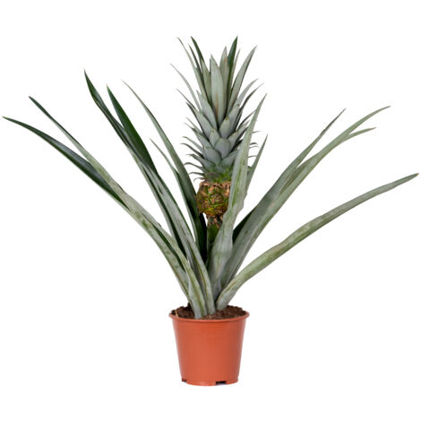 Ananas Champaca P14H55