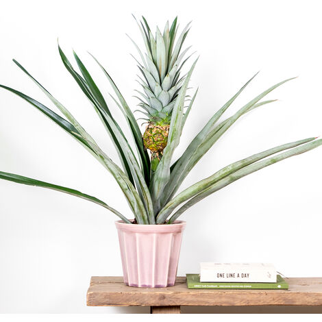 Ananas Champaca P14H55