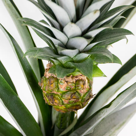 Ananas Champaca P14H55