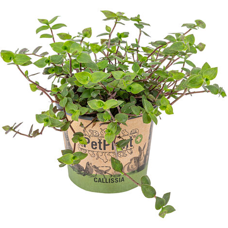 Plante tortue Callisia repens Bloomique comestible animaux Pot 15 cm ...