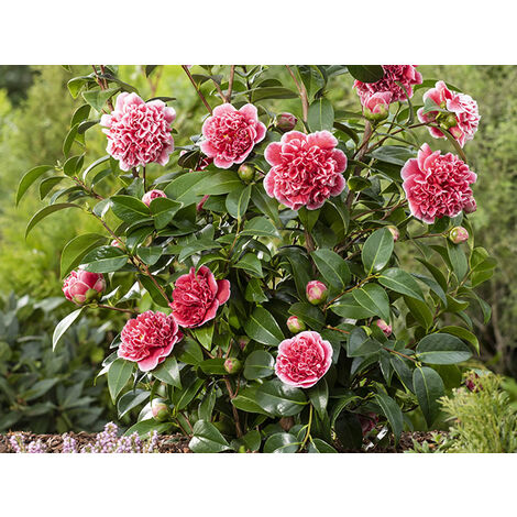 2x Camellia japonica 'Volunteer' - Rose du Japon - Arbuste persistant ...