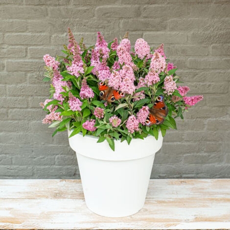 Bloomique – Buddleja Butterfly Little Pink – Arbre à papillons ...