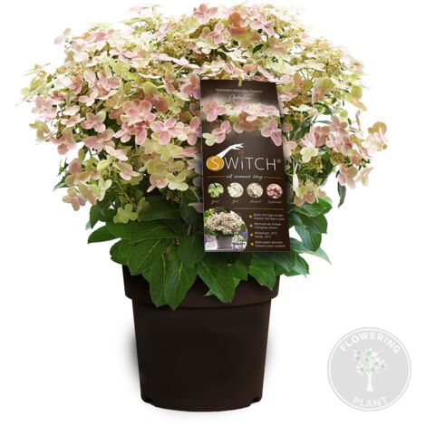 Bloomique - Hydrangea 'Switch Ophelia' - Hortensia - Rose, Blanc ...