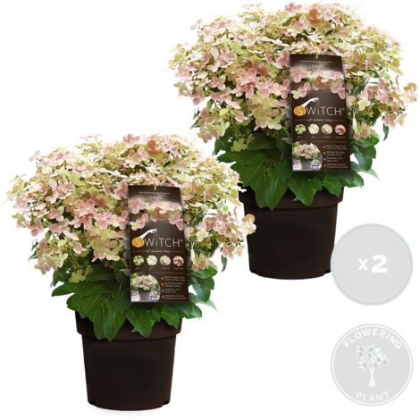 Bloomique - Lot de 2 - Hydrangea 'Switch Ophelia' - Hortensia - Rose ...