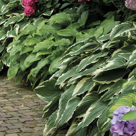 Bloomique - Mélange de 5 - Hosta - Hartelie - Shady Border Mix ...