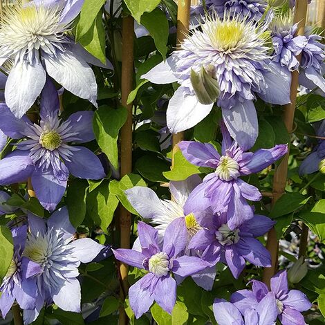Clématite 'Blue Light®' - clematis 3L