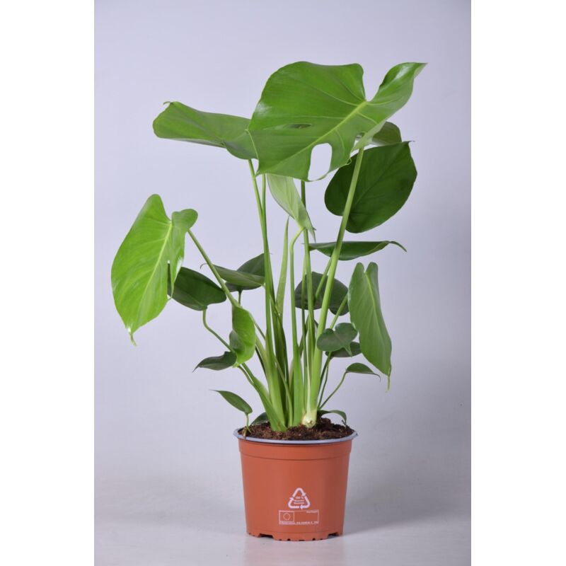 Monstera Deliciosa en pot Ø17cm Hauteur 60cm. Plante verte type ...