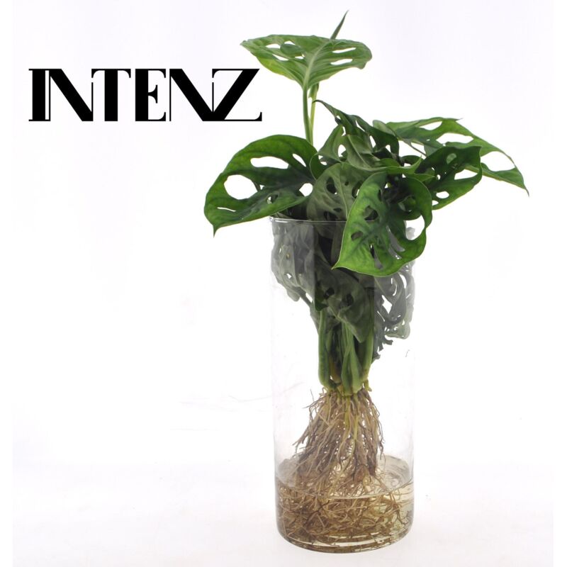 Monstera in Cylinder glas en pot Ø12cm Hauteur 25cm. Plante verte type ...