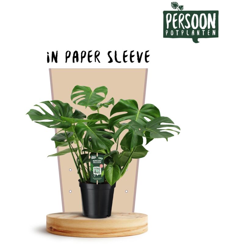 Monstera Deliciosa en pot Ø21cm Hauteur 75cm. Plante verte type ...