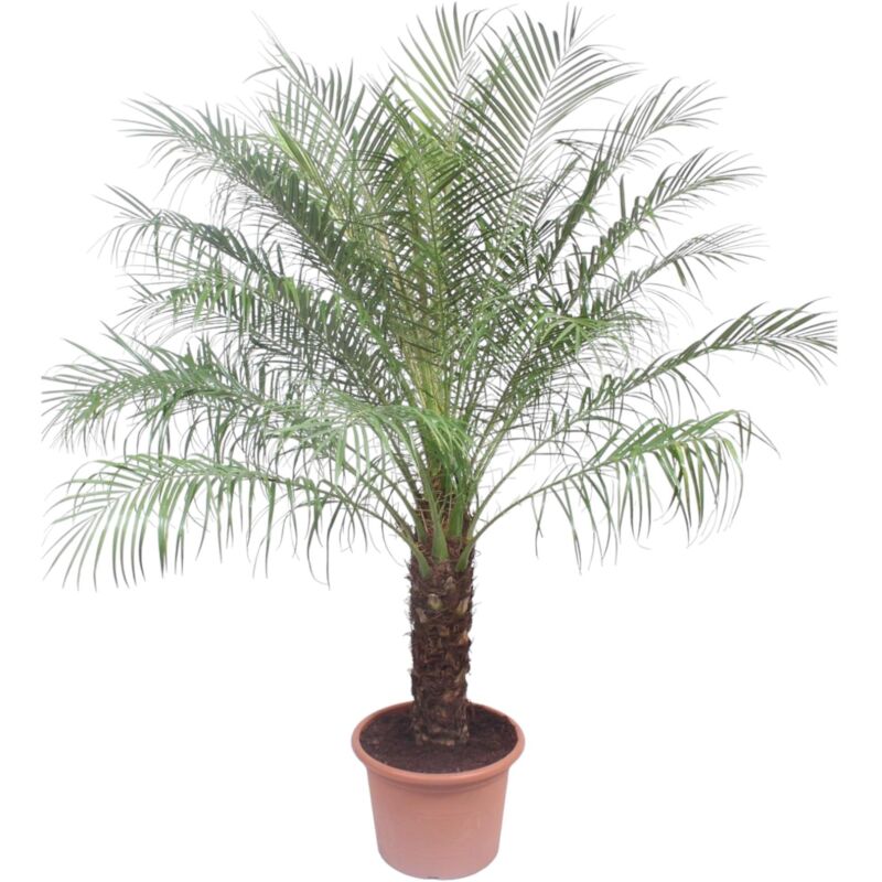 Phoenix Roebelinii en pot Ø40cm. Plante verte type Phoenix Roebelinii ...