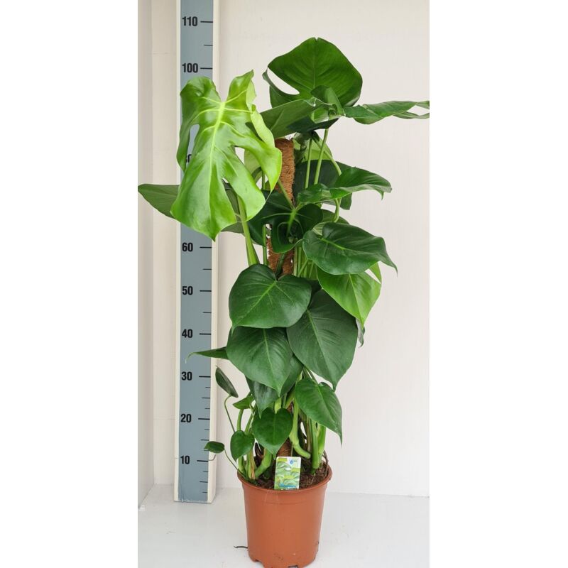 Monstera Mosstok en pot Ø19cm Hauteur 80cm. Plante verte type Monstera ...