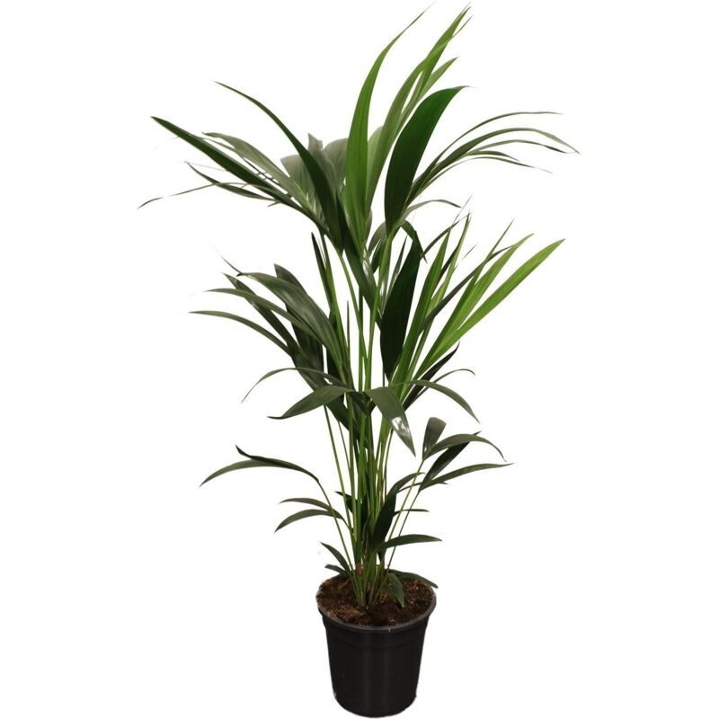 Howea Forsteriana (Kentia) 5 Pit 100 en pot Ø21cm Hauteur 100cm. Plante ...