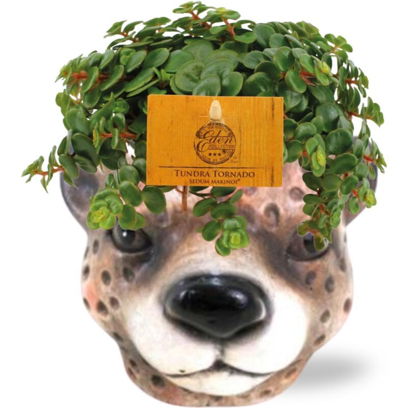 Sedum Tornado en pot Ø11cm Hauteur 15cm. Plante verte type Sedum ...