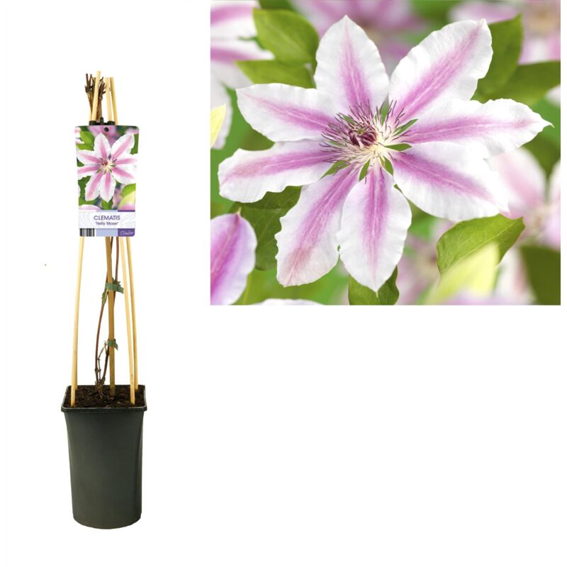Clematis 'Nelly Moser' +light Label en pot Ø17cm Hauteur 75cm. Plante ...