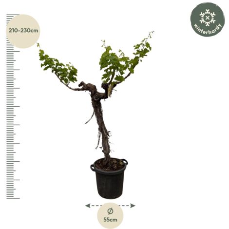Druivenboom (Vitis Vinifera) stam vertakt en pot Ø55cm. Plante verte ...