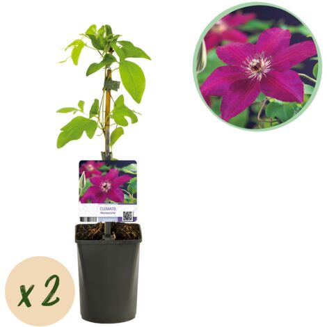 Green boutiQ en pot. Plante verte type Green boutiQ, livrée en pot ...
