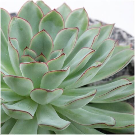 ROOTLESS Succulent Echeveria Pulidonis in schaal 'Concrete' Ø20 cm en ...