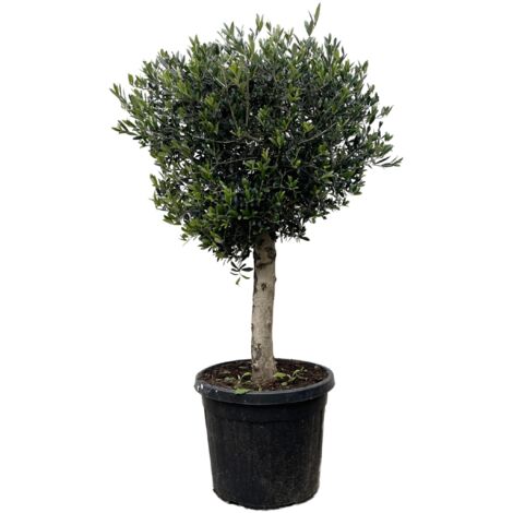 Olea Europaea Lorc en pot Ø50cm. Plante verte type Olea Europaea Lorc ...