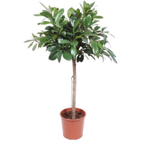 Ficus Cyathistipula boom en pot Ø30cm. Plante verte type Ficus ...