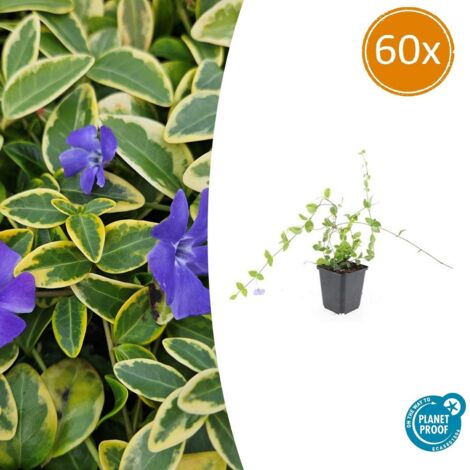 60x Vinca minor 'Blue and Gold' en pot Ø9cm Hauteur 10cm. Plante verte ...