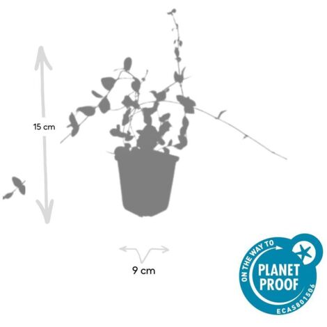 60x Vinca minor 'Blue and Gold' en pot Ø9cm Hauteur 10cm. Plante verte ...