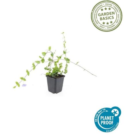 60x Vinca minor 'Blue and Gold' en pot Ø9cm Hauteur 10cm. Plante verte ...