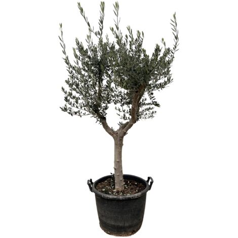 Olea Europaea Cultivo en pot Ø40cm. Plante verte type Olea Europaea ...