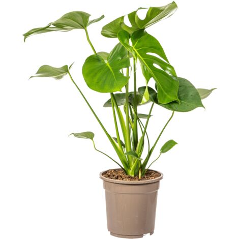 Monstera Deliciosa Tauerii Ø19cm en pot Ø19cm Hauteur 70cm. Plante ...